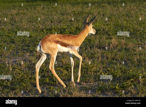 Botswana Wildpark Stockfotos Und Bilder Kaufen Alamy