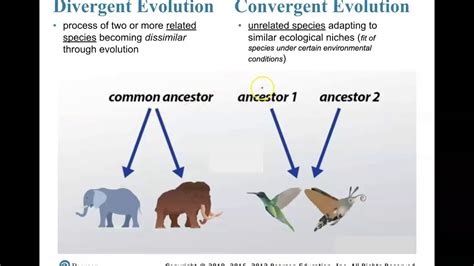 Convergent Evolution Vs Divergent Evolution