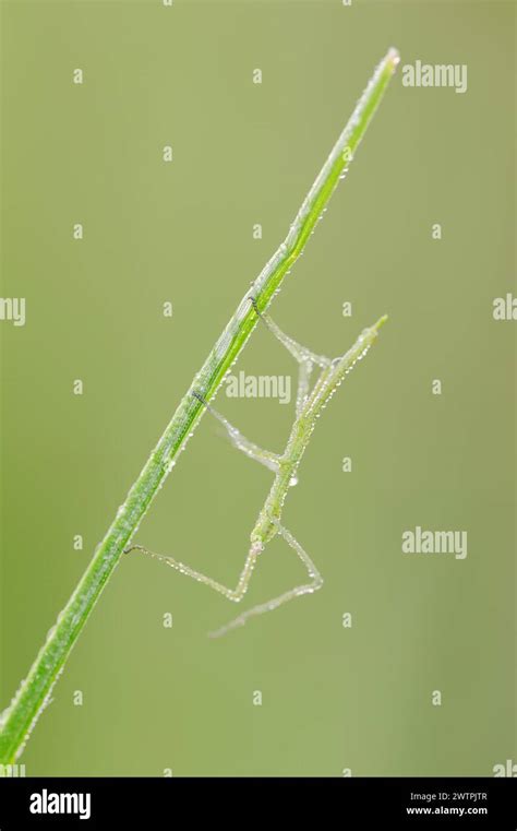 Mediterranean Stick Insect Bacillus Rossius Nymph With Dewdrops