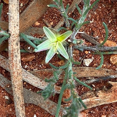 Ptilotus Modestus Paper Foxtail Naturemapr Australia