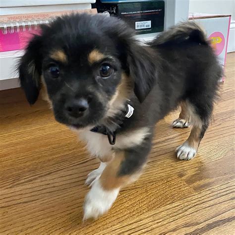 Cocker Spaniel Husky Mix