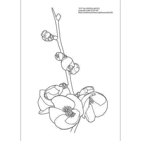 ボケ 植物の塗り絵 ぬりえり