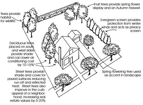 Tree Placement Landscaping Trees For Your Backyard