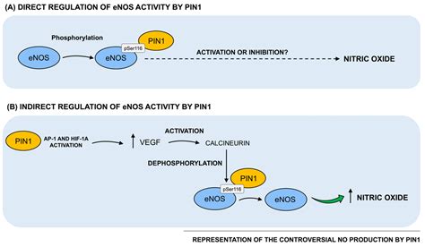 Cells | Free Full-Text | Pin1 as Molecular Switch in Vascular ...