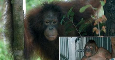 Til 35 Policemen Armed With Ak47s Had To Rescue A Shaved Orangutang