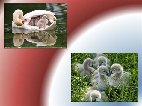 Анализ стихотворения Сергея Есенина «Лебёдушка презентация онлайн