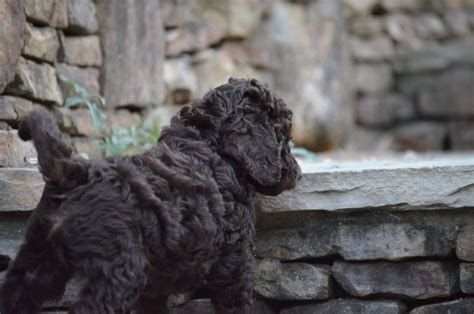 Colors Best Cockapoos