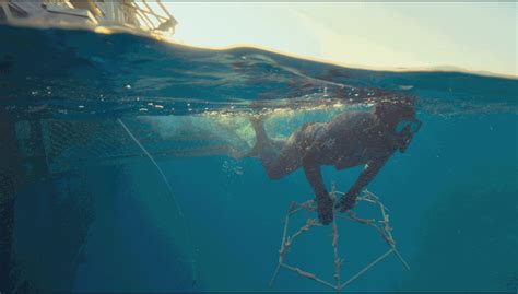 Growing Hope How Mars Brand Sheba Is Scaling Coral Reef Restoration To