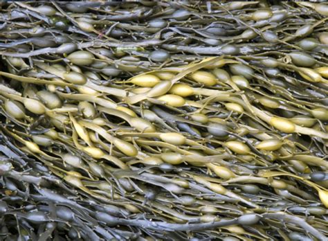 Seaweed Source Seaweed Extract Flakes Or Powder Liquid Seaweed Extract Supplier Shandong