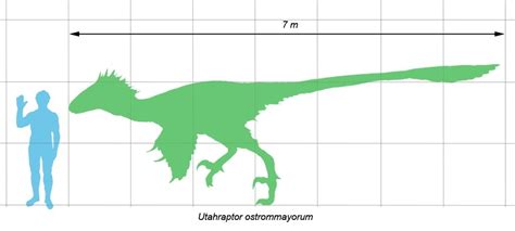 Utahraptor Size Utahraptor Theropods Wiki