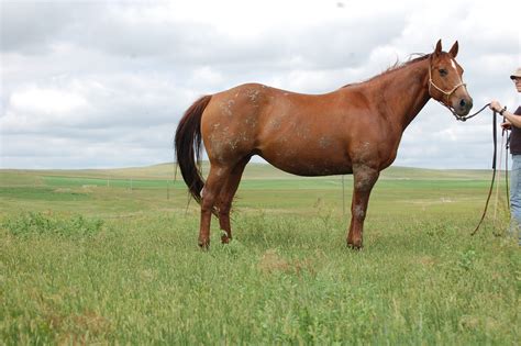 Lazy JS Ranch Pepto Doll