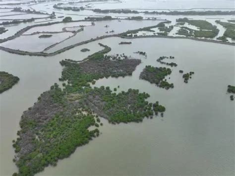 公益诉讼检察守护“海上国宝”，助力湛江建设“红树林之城”广东政法网