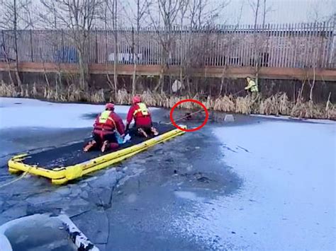 Dog Is Rescued After Falling Into Icy Canal While Chasing Ducks
