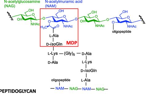 Mdp The Smallest Peptidoglycan Fragments With Immunostimulating