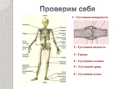 Скелет человека Строение и типы соединения костей презентация онлайн