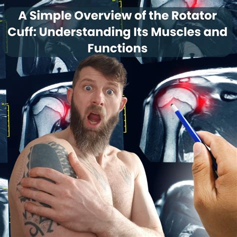 A Simple Overview Of The Rotator Cuff Understanding Its Muscles And Functions