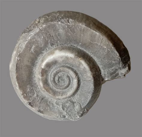 Fossil Grey Sea Snail Showing Spiral Structure Stock Image Image Of