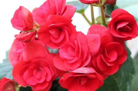 离了阳光也能开花这10种耐阴花放在北阳台花开一片香味足