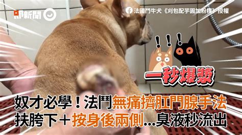 教你幫法鬥犬無痛擠肛門腺 扶胯下 按身後兩側 臭液秒流出｜寵物｜動物｜狗狗｜法國鬥牛犬 Youtube