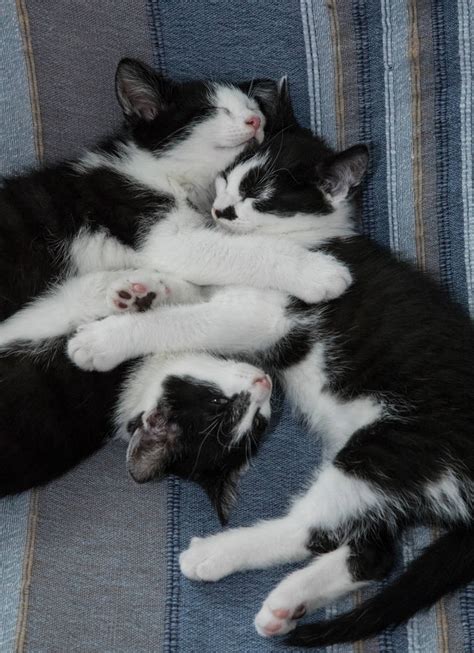 Lazy Bunch By Aneurysmguy On Deviantart
