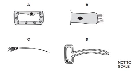 Igcse Biology 0610 2 1 Cell Structure Igcse Style Questions Paper 1