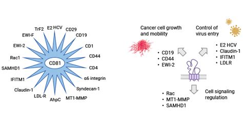 Tetraspanin Cd81 A Key Receptor For Hepatitis C Virus Hcv An