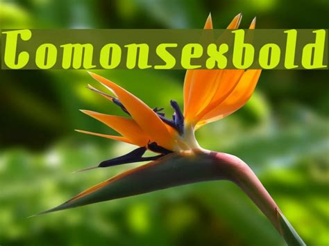 Comonsexbold Font FFonts Net