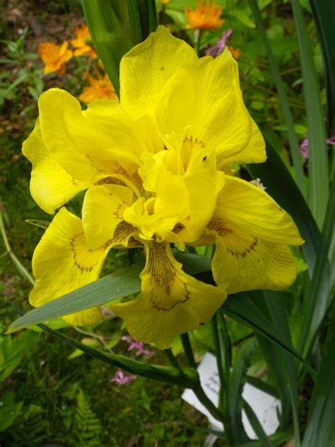 Iris Pseudacorus Flore Pleno Devon Pond Plants