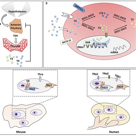 Hpt Axis And Peripheral Th Metabolismsignalling In Mammals A