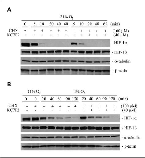 Figure 4 From Identification Of A Novel Small Molecule Hif 1α