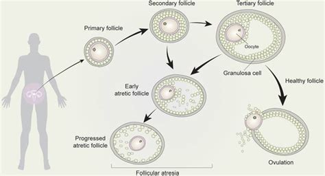 Autophagy In Ovarian Follicular Development And Atresia