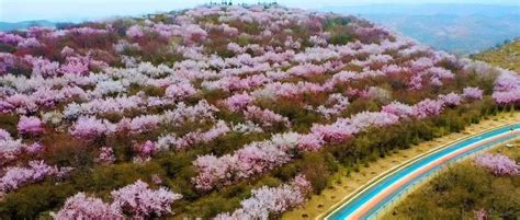 旅游推荐丨宁夏彭阳：嘛喇湾梯田公园77号公路农家乐接待景区
