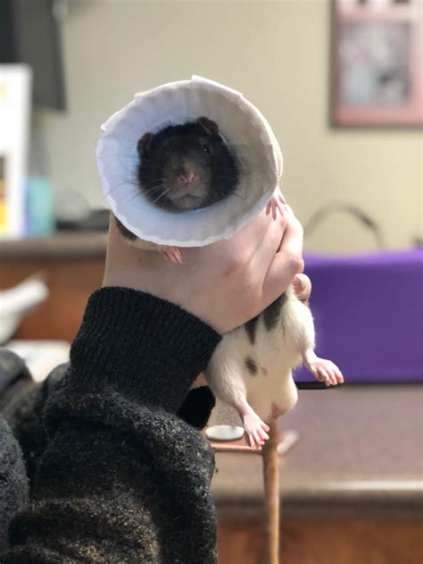Archie Had Part Of His Tail Amputated Welcome To The Cone Of Shame Rats