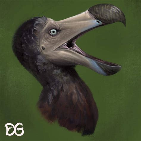 Raphus Cucullatus By Danneart On Deviantart