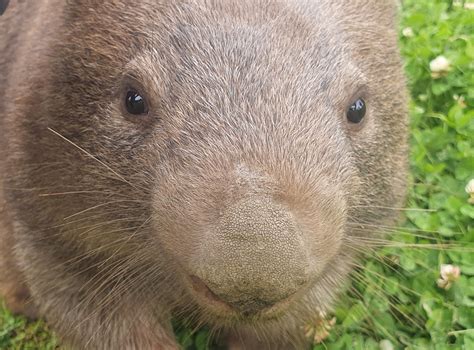 Sleepy Burrows Wombat Sanctuary Gundaroo Nsw