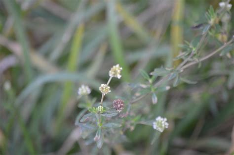 Shrubby False Buttonweed From Palm Beach County Fl Usa On January 01 2023 At 01 21 Pm By