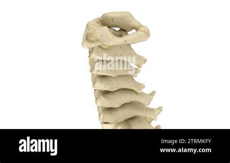 Cervical Spine Anatomy Human Skeleton Medically Accurate 3d Animation