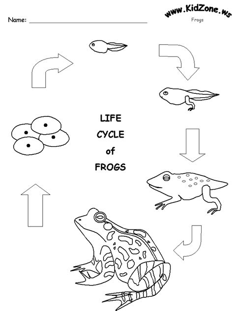 Sheenaowens Life Cycle Of A Frog Printable