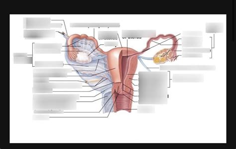 Quiz 1 Diagram Uterus And Ligaments Diagram Quizlet