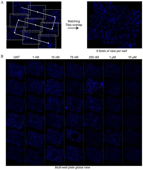 Image Z Stack Stitching To Reconstruct Complete Well Information A