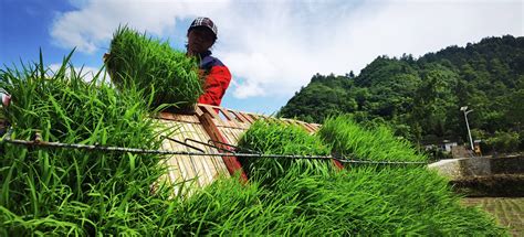 贵州麻江：育插秧机械化助农增收水稻种植户秧盘