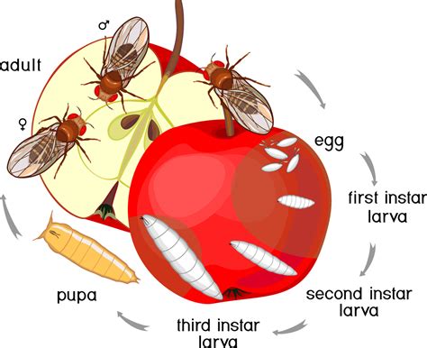 Life Cycle Fruit Flies