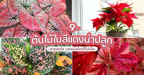 ไม้ประดับใบสีแดง มีอะไรบ้าง ส่อง 9 ต้นไม้สีแดง สวยสดใส น่าปลูกจัดสวน