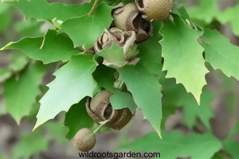 A Comprehensive Guide To Identifying Acorn