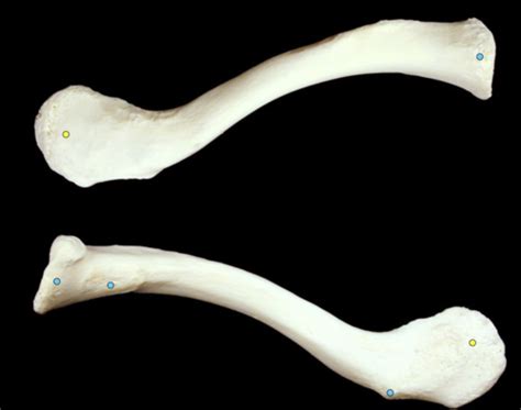 Biol 2325 Upper Appendicular Skeleton Flashcards Quizlet