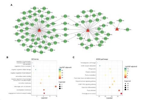 Analysis Of Upstream Mirnas Of Hub Shared Genes A The Mirna Target