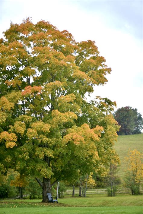 Ignatian Spirituality Set The World Ablaze Poem Tree At My Window By Robert Frost