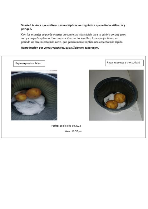 Reproducción Asexual Papa Si Usted Tuviera Que Realizar Una