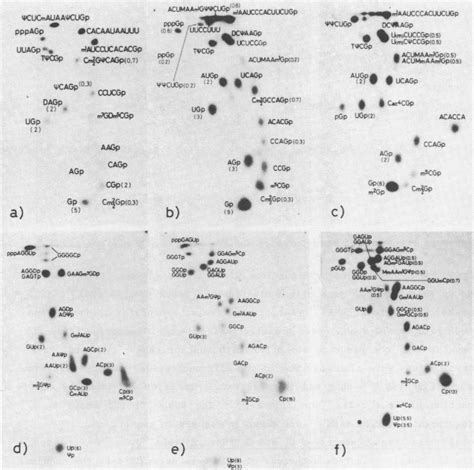 Figure 1 From Stable Trna Precursors In Hela Cells Semantic Scholar