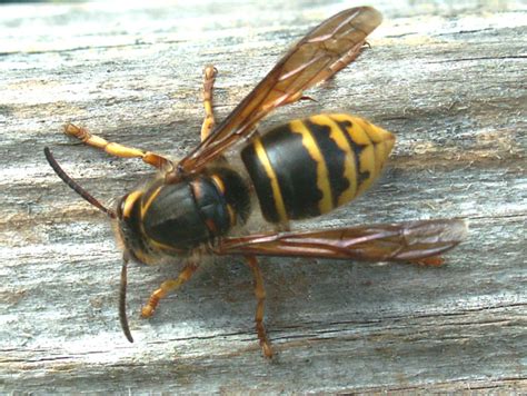 The Root Cause Of A Wasp Problem Bailey Pest Control